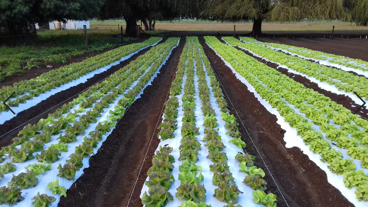 Protekta | Detalle del producto